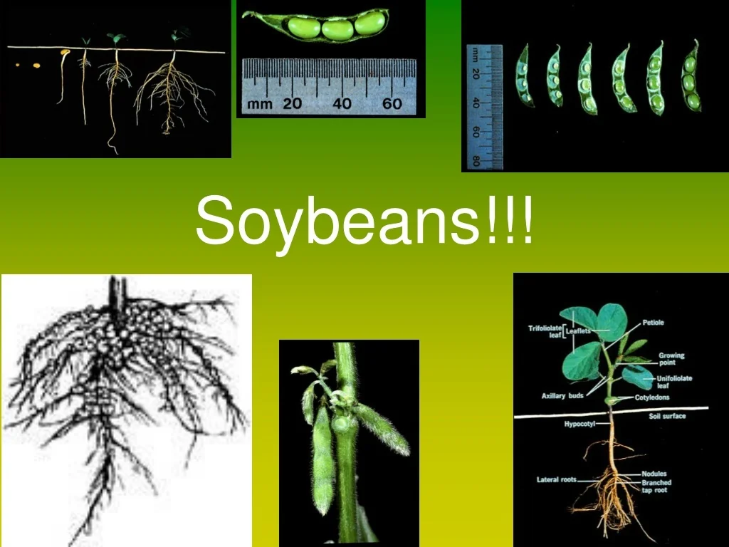 PPT - Soybeans!!! PowerPoint Presentation, free download - ID:9570263
