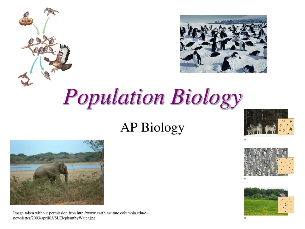 PPT - Population Biology PowerPoint Presentation, free download - ID ...