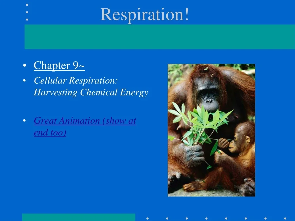 PPT - Respiration! PowerPoint Presentation, free download - ID:9575155