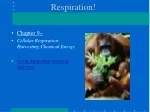 PPT - Respiration PowerPoint Presentation, free download - ID:2016285