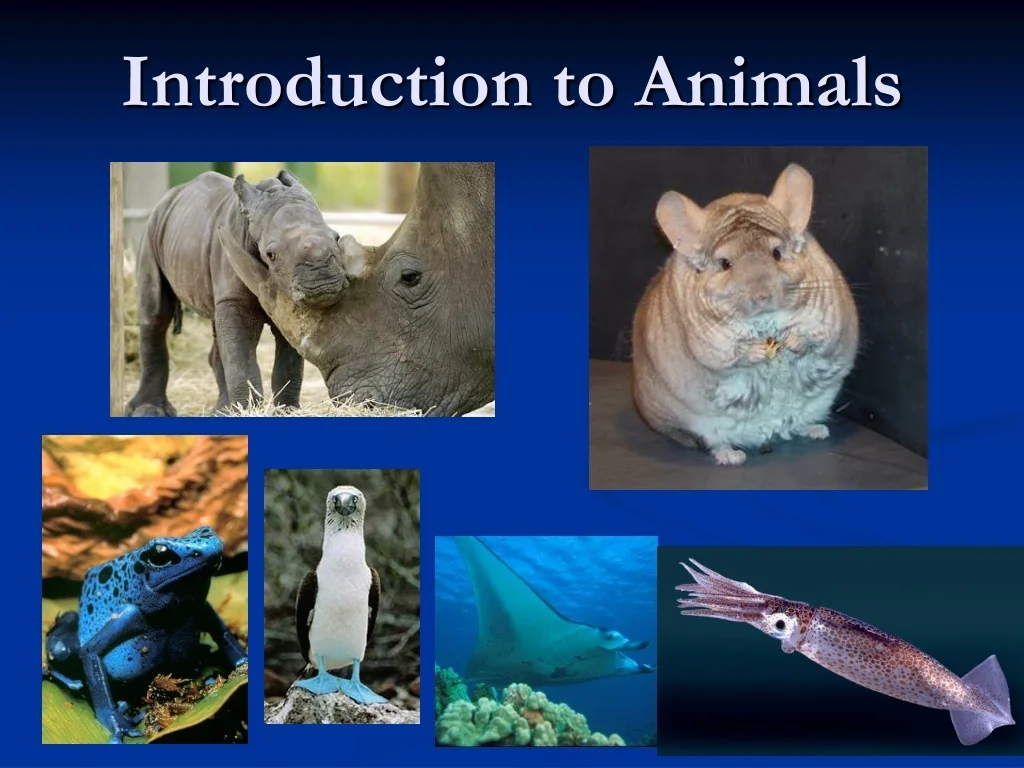 PPT - Introduction to Animals: Characteristics, Habits, and Diversity ...