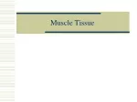 PPT - Muscle Tissue PowerPoint Presentation, free download - ID:844945