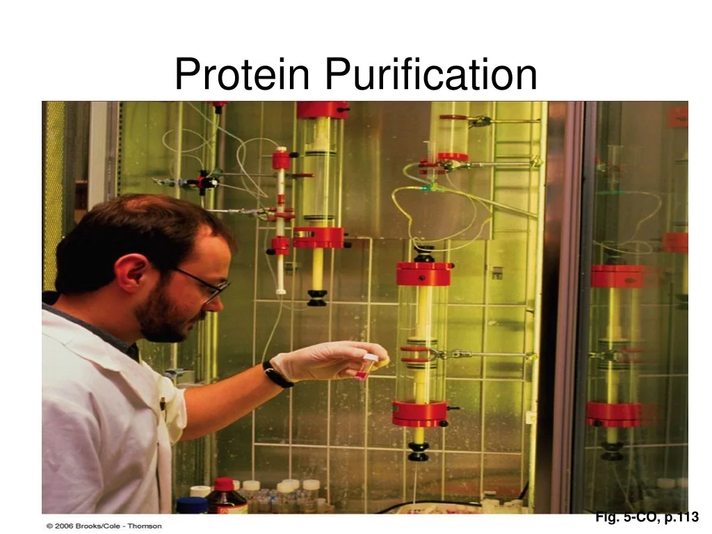 PPT - Protein Purification PowerPoint Presentation, free download - ID ...