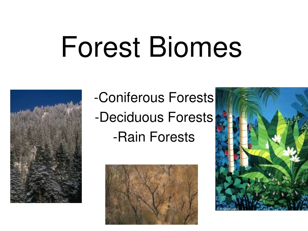 PPT - Forest Biomes PowerPoint Presentation, free download - ID:9584922