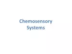 PPT - Chemosensory receptors PowerPoint Presentation, free download ...