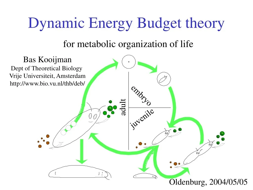 PPT - Dynamic Energy Budget theory PowerPoint Presentation, free ...