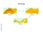 PPT - Homology vs. Homoplasy PowerPoint Presentation, free download ...