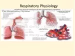 PPT - Respiratory Physiology PowerPoint Presentation, free download ...