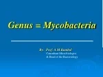 PPT - MYCOBACTERIA PowerPoint Presentation, free download - ID:3338963