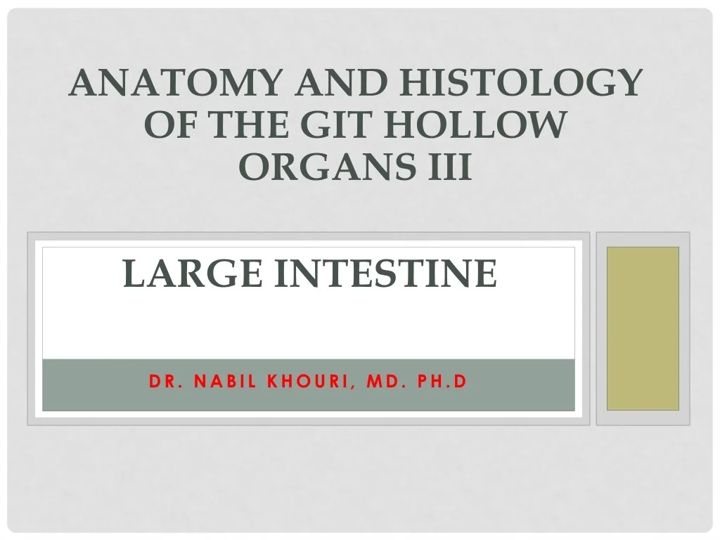 PPT - Large Intestine PowerPoint Presentation, free download - ID:9589760