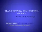 PPT - Gram pos PowerPoint Presentation, free download - ID:6765977