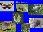 PPT - Exploitation: Predation, Herbivory, Parasitism, and Disease ...