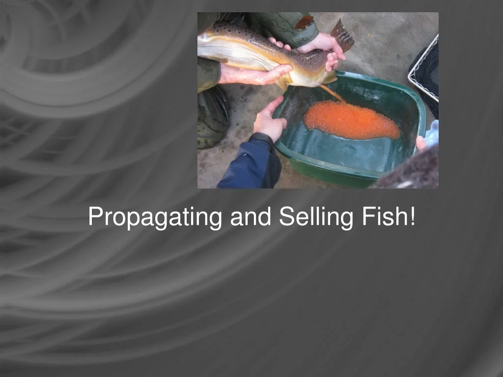PPT - Propagating and Selling Fish! PowerPoint Presentation, free ...