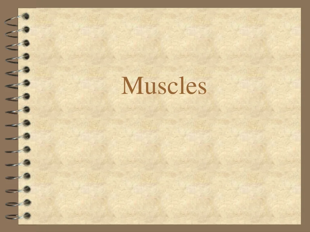 PPT - Muscles PowerPoint Presentation, free download - ID:9596222