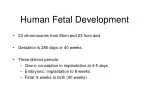 PPT - FETAL DEVELOPMENT PowerPoint Presentation, free download - ID:3552991