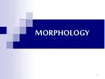PPT - Morphology PowerPoint Presentation, free download - ID:4724558