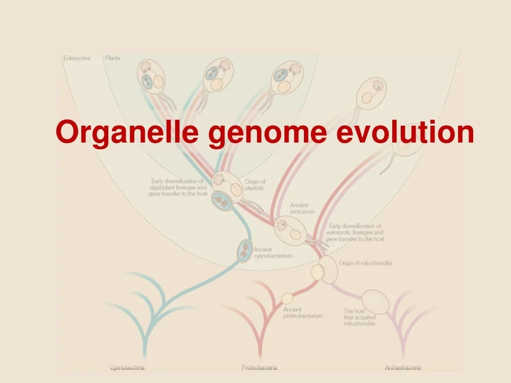 PPT - Organelle genome evolution PowerPoint Presentation, free download ...