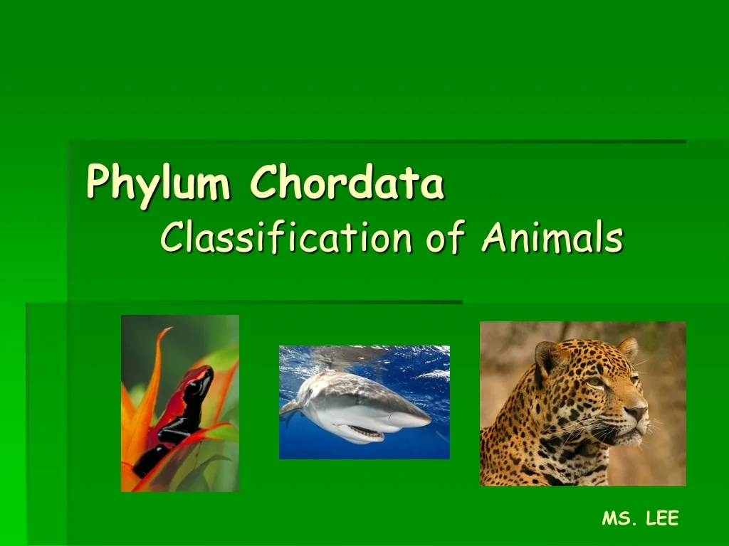 PPT - Phylum Chordata Classification of Animals PowerPoint Presentation ...