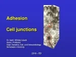 PPT - Cell adhesion, junctional structures, the epithelial cell ...