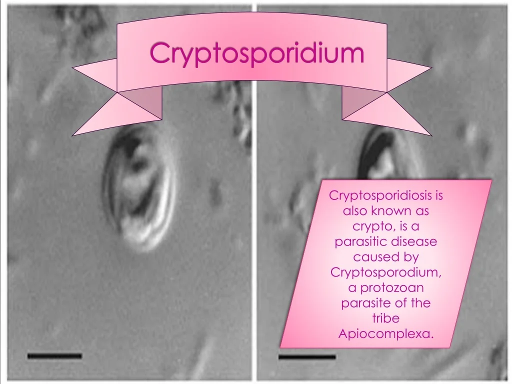 PPT - Cryptosporidium PowerPoint Presentation, free download - ID:9600241