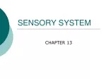 PPT - Insect Sensory System PowerPoint Presentation, free download - ID ...