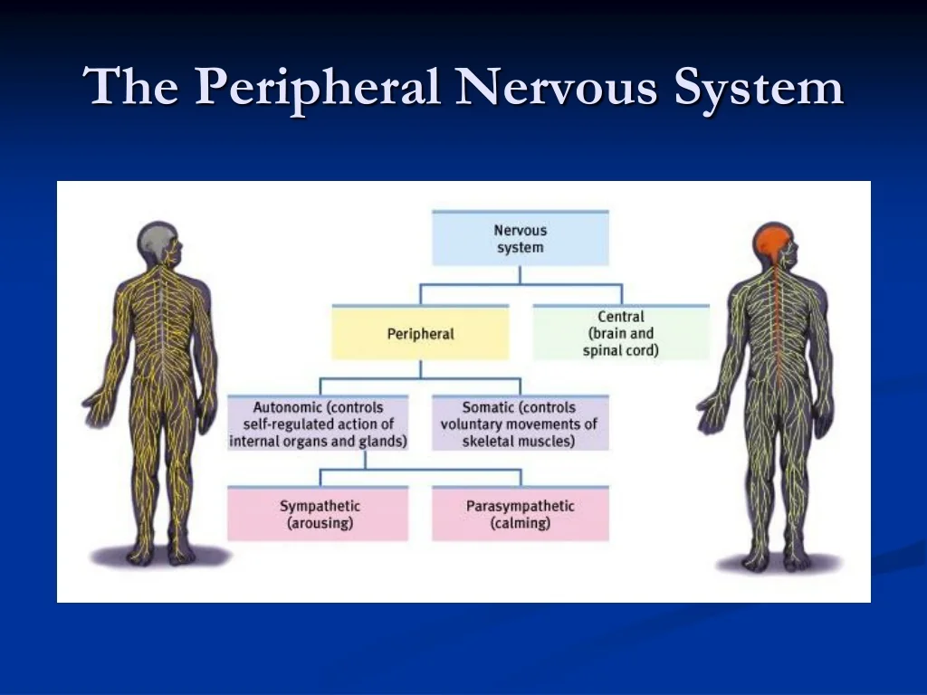 PPT - The Peripheral Nervous System PowerPoint Presentation, free ...