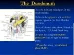 PPT - STOMACH AND DUODENUM PowerPoint Presentation, free download - ID ...