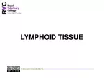 PPT - Lymphoid Organs PowerPoint Presentation, free download - ID:9341199