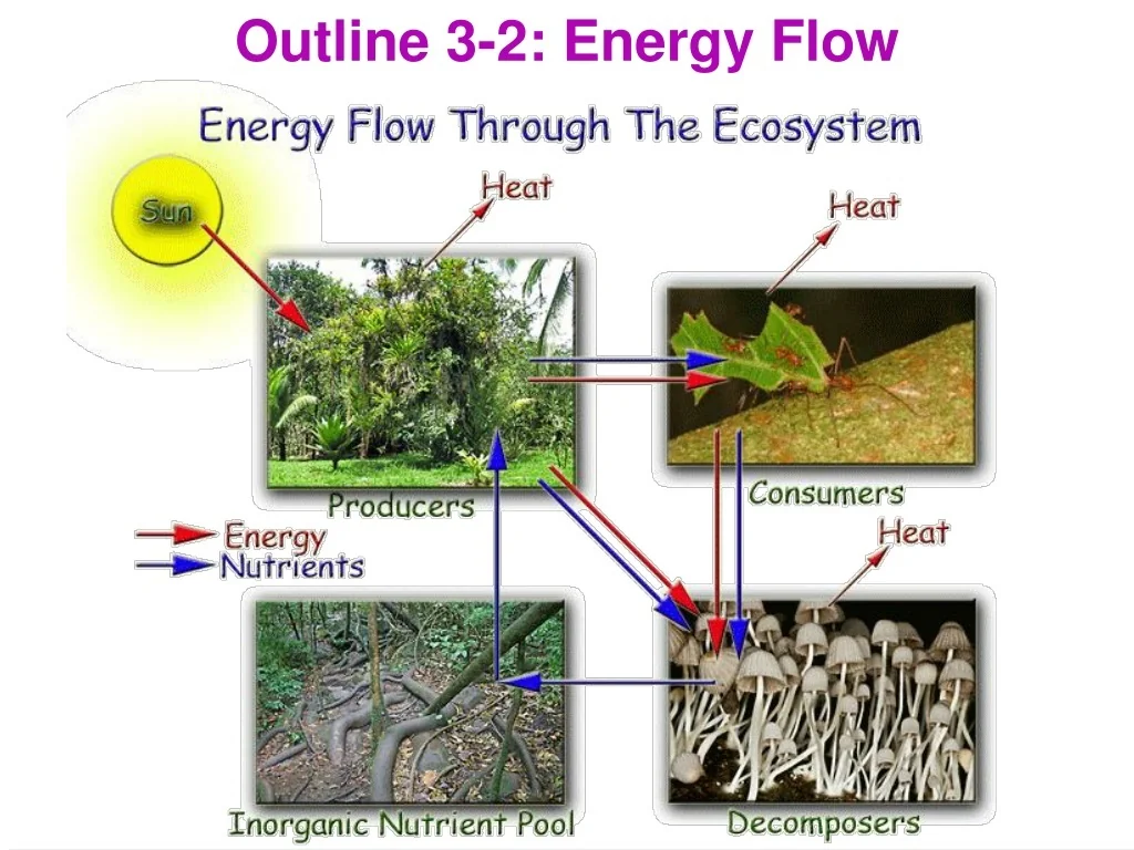 PPT - Outline 3-2: Energy Flow PowerPoint Presentation, free download ...