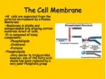PPT - THE RED CELL MEMBRANE PowerPoint Presentation, free download - ID ...