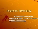 PPT - Anatomical Terminology PowerPoint Presentation, free download ...