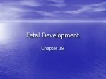 PPT - FETAL DEVELOPMENT PowerPoint Presentation, free download - ID:3552991