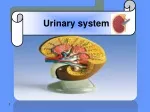 PPT - Urinary System PowerPoint Presentation, free download - ID:2240607