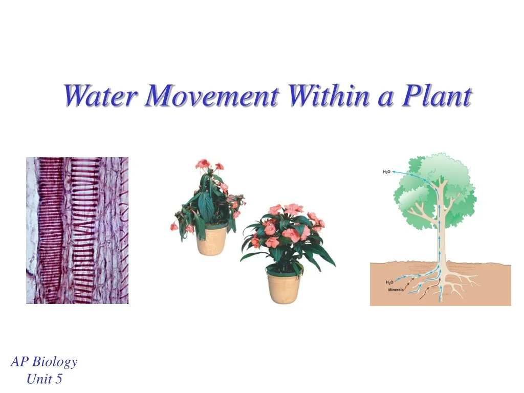 PPT - Water Movement Within a Plant PowerPoint Presentation, free ...