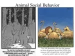 PPT - SOCIAL BEHAVIOR PowerPoint Presentation, free download - ID:5296286