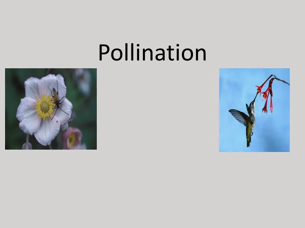PPT - Pollination PowerPoint Presentation, free download - ID:9619694