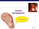 PPT - Animal Development PowerPoint Presentation, free download - ID ...