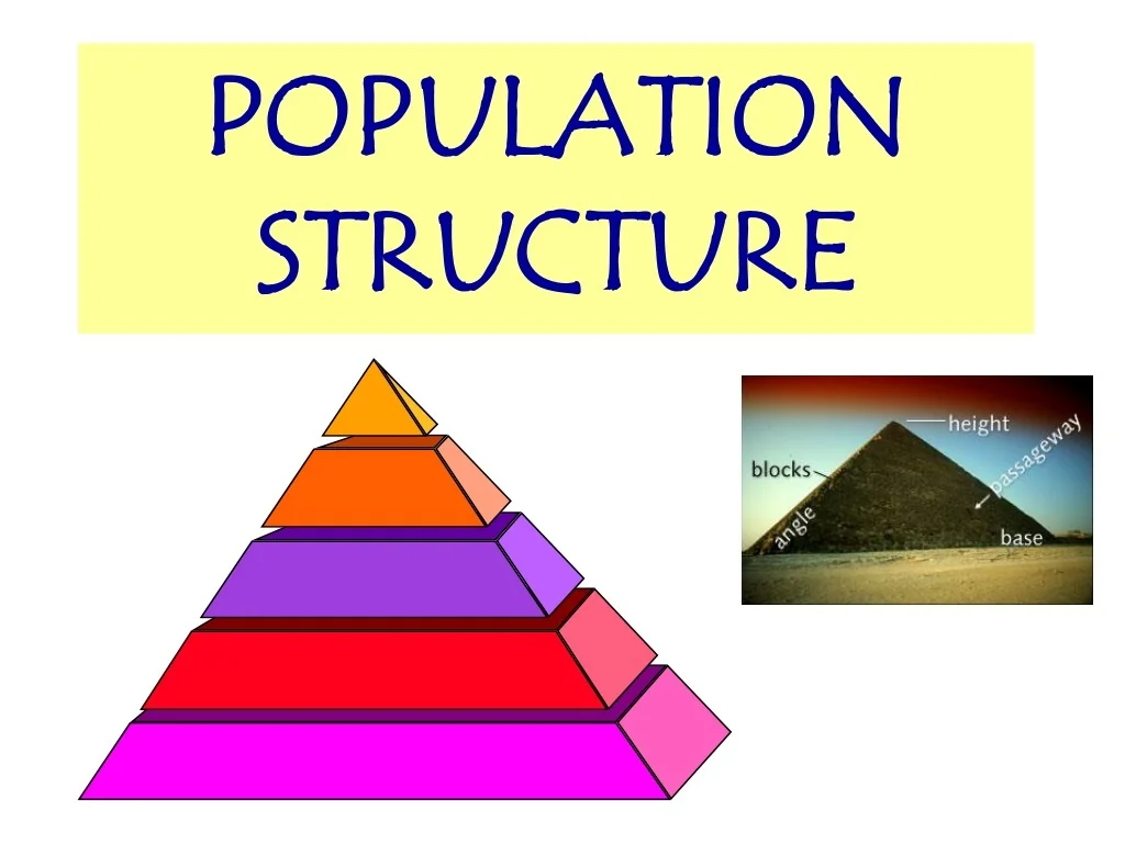 PPT - Population Pyramids & Dependency Ratios PowerPoint Presentation ...