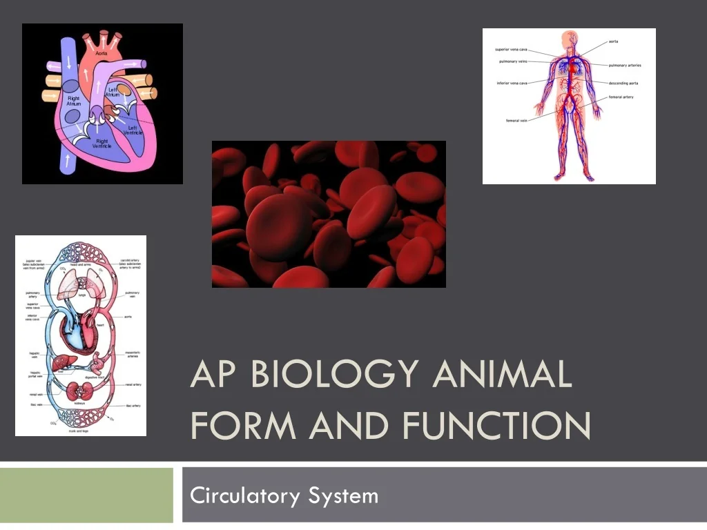 PPT - Circulatory System in Animals PowerPoint Presentation, free ...