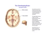 PPT - Cerebral cortex , primary cortical areas PowerPoint Presentation - ID:8731150