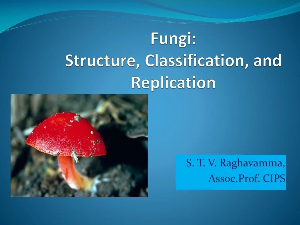 PPT - Fungi: Structure, Classification, and Replication PowerPoint ...