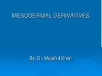 PPT - Mesodermal derivatives PowerPoint Presentation, free download ...