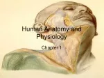 PPT - Human Anatomy and Physiology PowerPoint PowerPoint Presentation ...