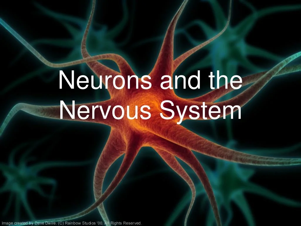 PPT - Neurons and the Nervous System: An Overview PowerPoint ...
