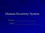 PPT - Human Excretory System PowerPoint Presentation, free download ...