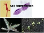PPT - Cell Reproduction PowerPoint Presentation, free download - ID:853379