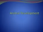PPT - Animal Development PowerPoint Presentation, free download - ID:589477