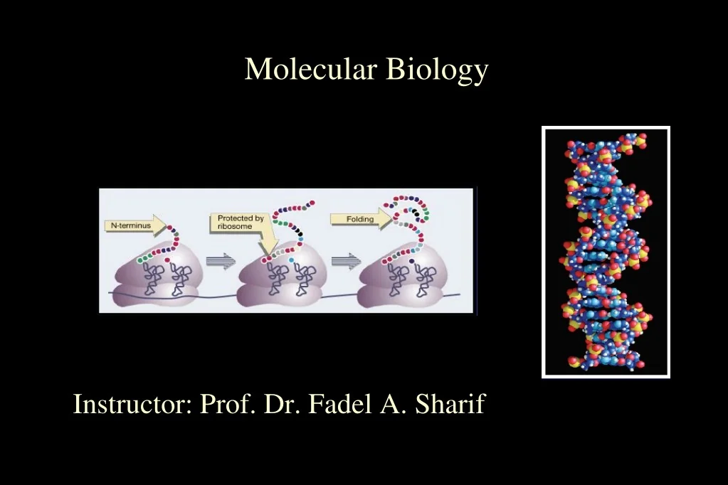 PPT - Molecular Biology Lecture Notes: Fundamentals and Applications ...