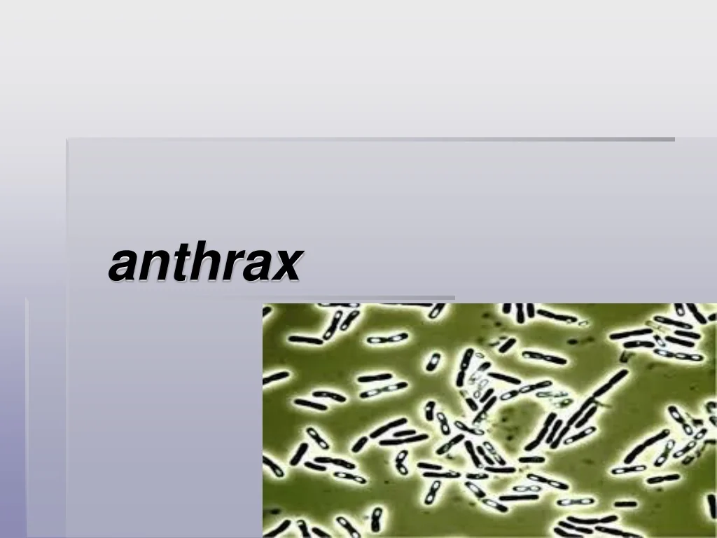 PPT - Anthrax: Causes, Symptoms, and Pathogenesis PowerPoint ...