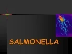 PPT - Salmonella Typhi PowerPoint Presentation, free download - ID:6516571